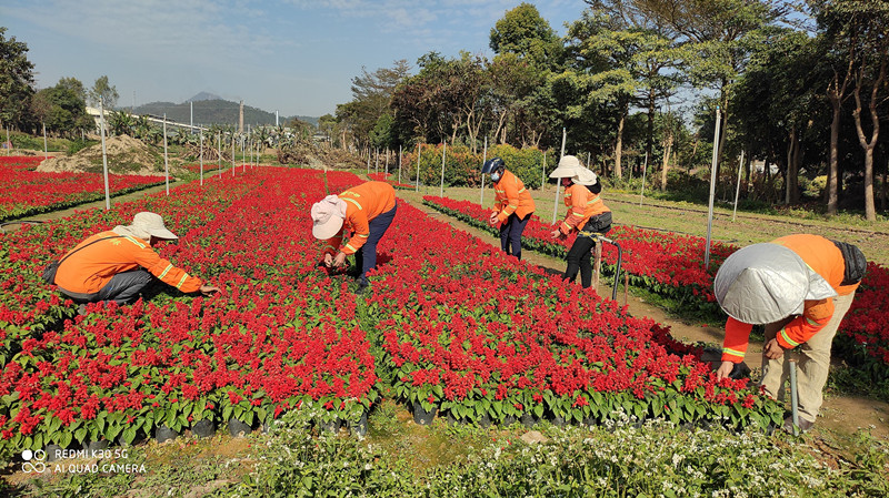 15万盆鲜花扮靓市区,缤纷花海喜迎新春 部门动态 台山市人民政府门户网站